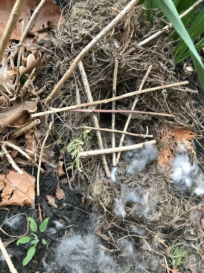 A Rabbit’s Nest! What To Do: | Lavitt Animal Hospital - Morton Grove ...