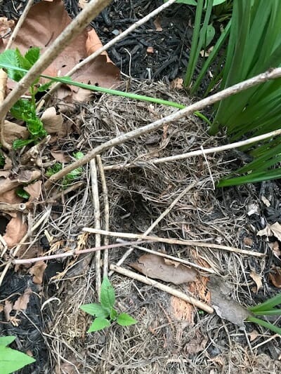 A Rabbit’s Nest! What To Do: | Lavitt Animal Hospital - Morton Grove ...